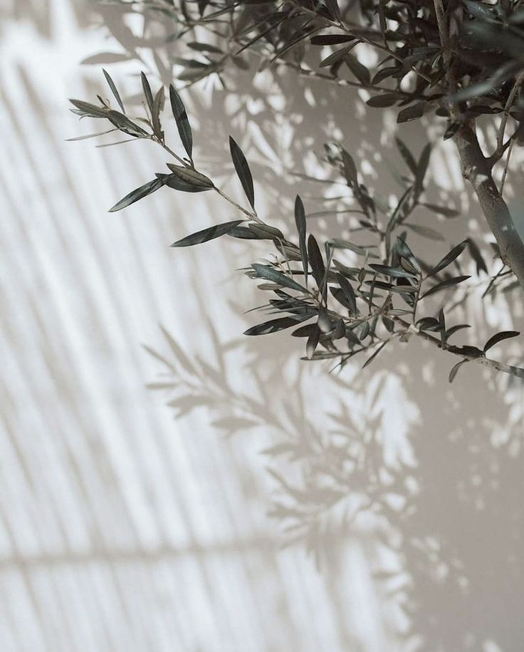 Leavie – Beauty Treatments